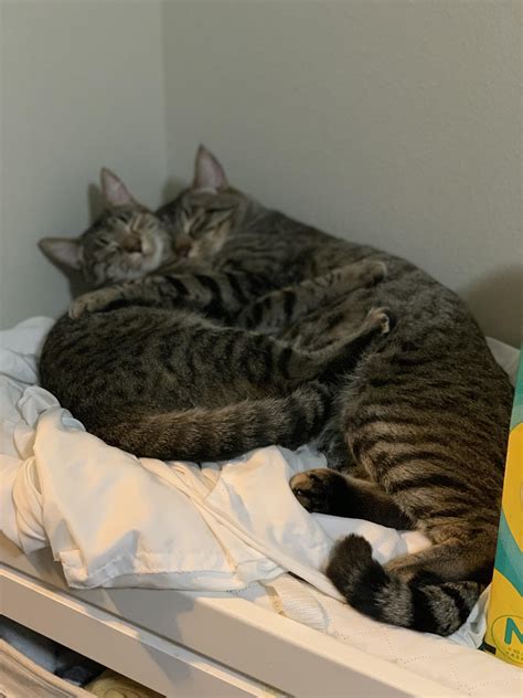 Twin Cuddle Puddle Hug 🤗 Scrolller Twin Cuddle Puddle Hug 🤗 Scrolller