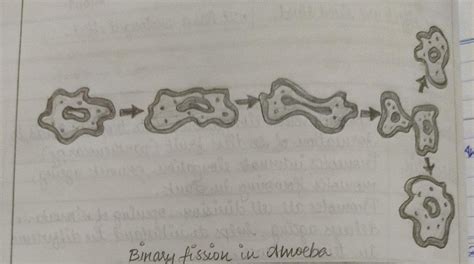 Class Biology Diagram Binary Fission In Amoeba Leishmania Meghnaunni