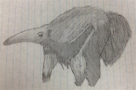 Anteater Sketch By LlamaMoofin On DeviantArt