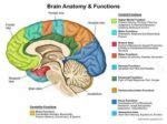 Parts Of The Brain Diagram And Function Anatomy System Human Body Anatomy Diagram And Chart