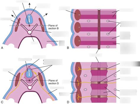 Vertebrae Development Diagram Quizlet