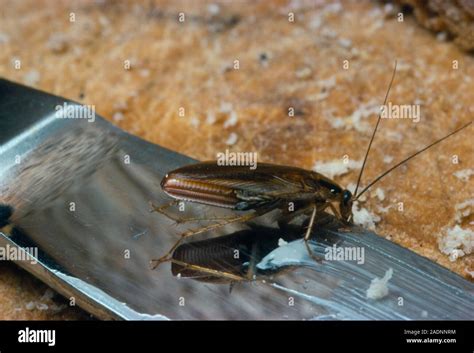 Blatella Germanica A Pregnant Female German Cockroach Feeding On The Edge Of A Kitchen Knife