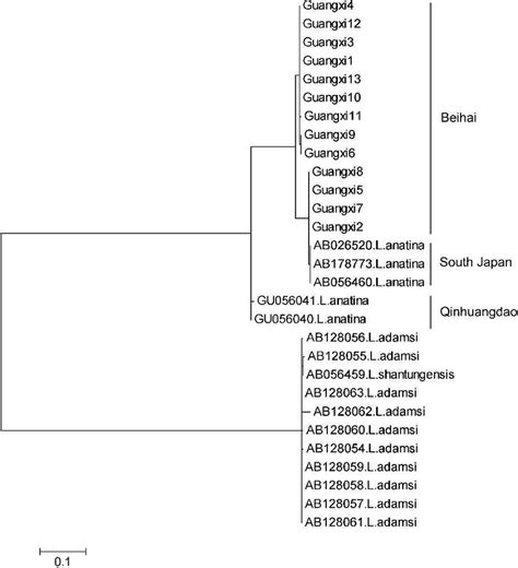 maximum likelihood tree based on 351 bp coi sequences datasets of