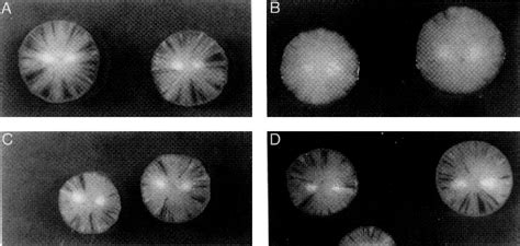 Figure 1 From A Suppressor Of A Centromere Dna Mutation Encodes A