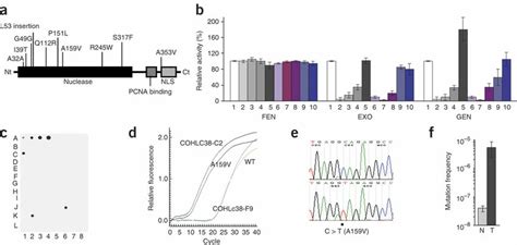 Fen1 Mutations Identified In Human Cancers Have A Segregated Nuclease