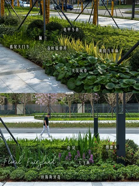 干货篇 长效花境植物配置 选对品种很重要 花瓣网