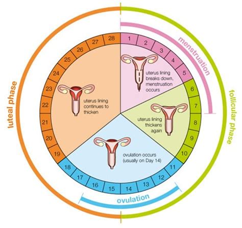 Make No Mistake About Timing Of Sex