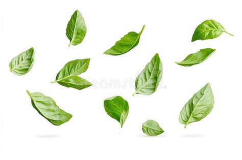 Fresh Green Basil Leaves Falling On White Background Stock Illustration