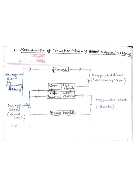 SOLUTION Transportation Process In Humans Notes With Diagrams Studypool
