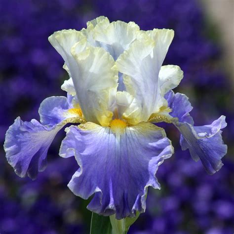 Bearded Iris Gilt Edged Bond Fall Flower Bulbs Eden Brothers