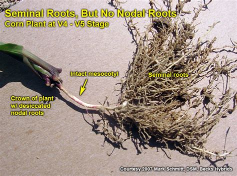 “rootless” Or “floppy” Corn Syndrome Purdue University Pestandcrop