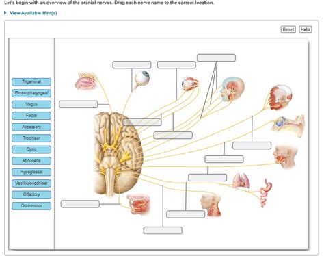 Solved Let S Begin With An Overview Of The Cranial Nerves Chegg Com