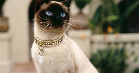 Applications Test Ip