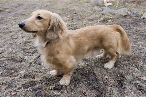 12 Golden Retriever Mixes For A Cute Fluffy Companion