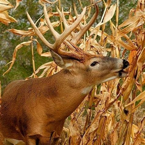 Dinner Getter Deer Food Plot Corn Seeds 250 Seeds To Grow Deer Food High Yielding Hybrid