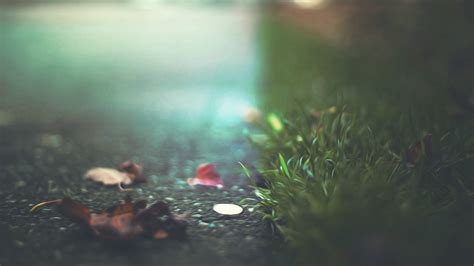 배경 화면 햇빛 이파리 물 자연 반사 잔디 녹색 아침 수중 수족관 잎 어둠 매크로 사진 1920x1080 Alecto 218466 배경