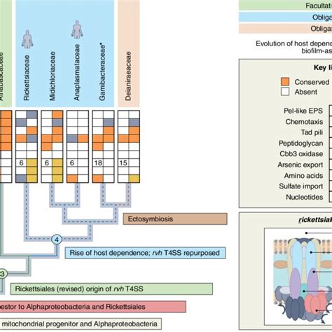 Independent Origin Of Host Dependency In Mitochondria And Download Scientific Diagram