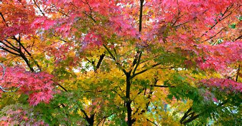 가을 가을 시즌 가을 풍경 가지 경치 경치가 좋은 계절 계절 변화 고요한 광합성 나무 나무 캐노피 나뭇잎 낙엽 노란 잎 다채로운 단풍 색깔
