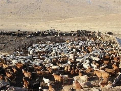 Хөдөө аж ахуйн салбарын өвөлжилт хаваржилтын бэлтгэлийг хангана