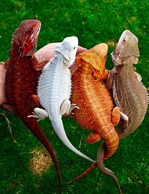 Can Bearded Dragons See In Color Preschool Coloring Printables