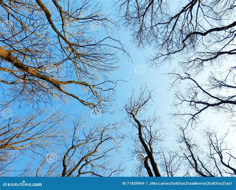 Naked Winter Trees From Bottom View Stock Image Image Of Flourish Bottom