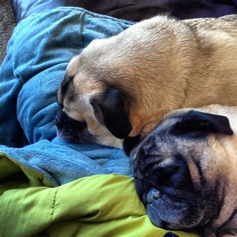 Theyve Had An Exhausting Morning Of Sleeping On The Couch And Listening To Scissor Sisters