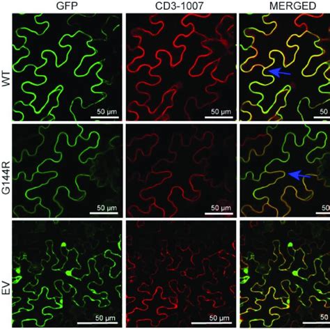 Subcellular Localization And Hexose Transport Function Of Mtstp131 Wt