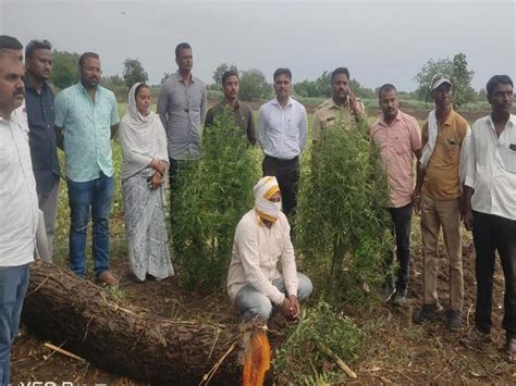 Hingoli भुईमुगाच्या पिकात गांजाची शेती स्थानिक गुन्हे शाखेची रांजोना शिवारात कारवाई Hingoli
