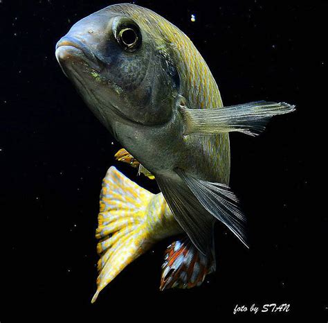 Trematocranus Kategorie Nonmbuna Arten • Malawi Guru