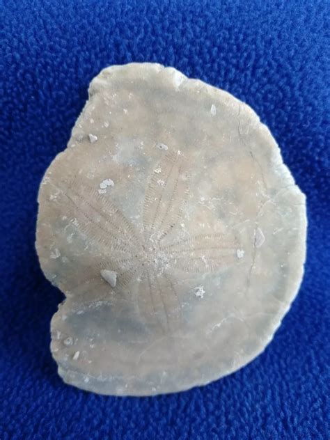 Echinoidea Fossil Echinoidea Fossil
