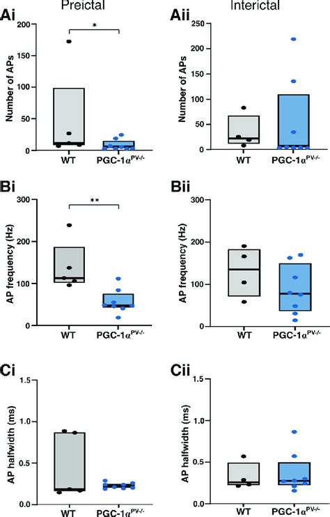 Action Potential Ap Properties Of Pv Interneurons During Preictal And