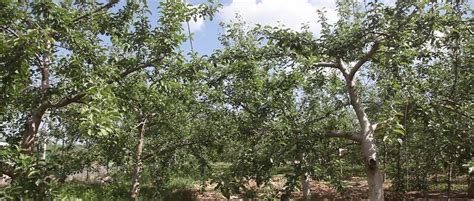 果树控旺这样做 平台 中农 品种