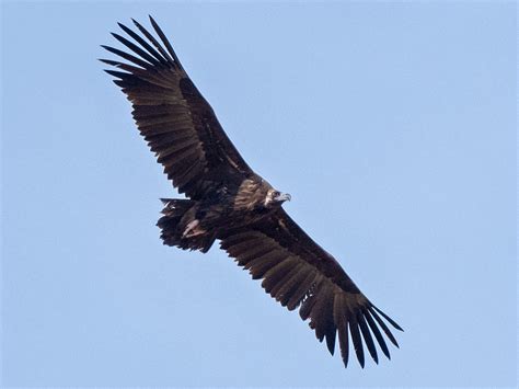 Cinereous Vulture Ebird