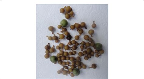 C Embelia Ribes Burm F Fresh Fruits Download Scientific Diagram