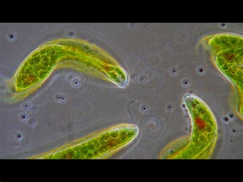 Euglena Flagellum Movement In Phase Contrast Youtube