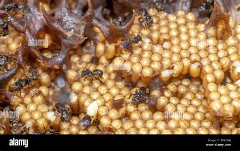 Inside The Hive Of Stingless Bee The Eggs Of Trigona Aitama Surrounded By Pots Of Honey Stock