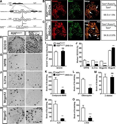 hierarchical specification of pruriceptors by runt domain transcription