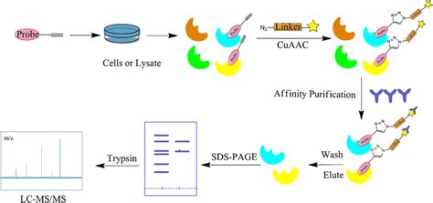 Flow Diagram Of The Click Chemistry Activity Based Protein Profiling