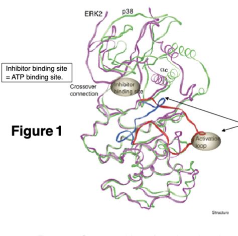 826b Cancer 4 Hulme Flashcards Quizlet