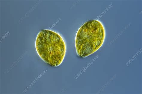 Algae Light Micrograph Stock Image C0594102 Science Photo Library