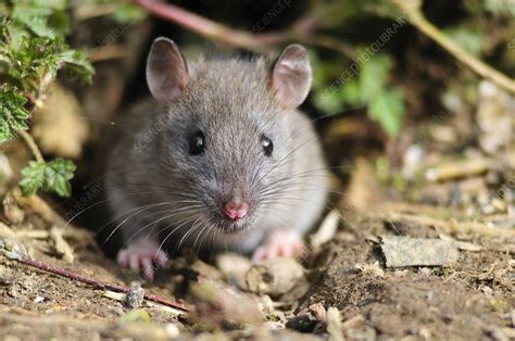 Brown Rat Stock Image C Science Photo Library