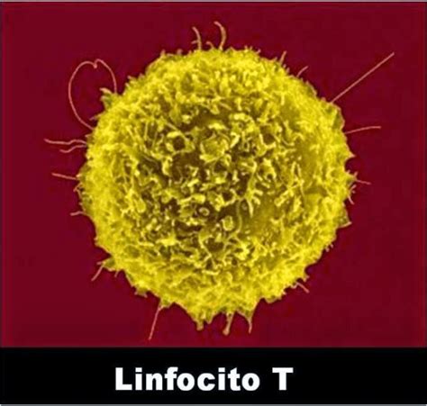 Mi Viejo Maletin Terapias Biológicas