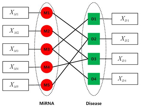 Heterogeneous Types Of Mirna Disease Associations Stratified By Multi Layer Network Embedding