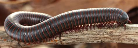Millipede Identification In Jacksonville Fl Lindsey Pest Services