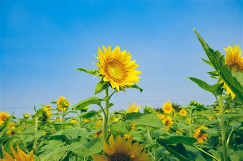10月限定秘境!桃園向日葵花海拍美照、免費採花帶回家 10月限定秘境!桃園向日葵花海拍美照、免費採花帶回家