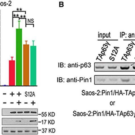 Serine 12 In The Tad Of Tap63γ Is Crucial To Pin1‐mediated Stimulation Download Scientific
