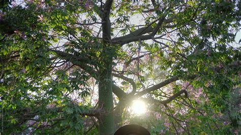 Pretty Woman In Park By Stocksy Contributor Javier Díez Stocksy