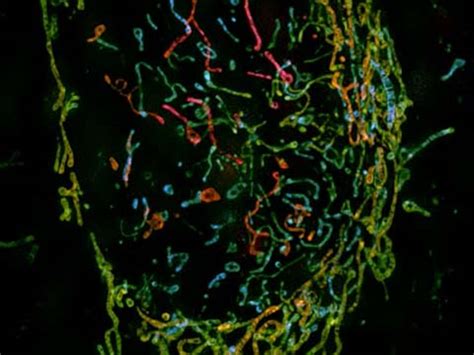 Structured Illumination Microscopy Techniques Nikons Small World