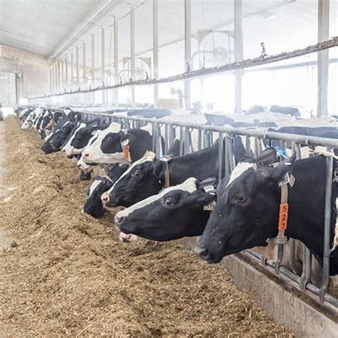 Cdcb Genetic Tool For Feed Efficiency Coming In December