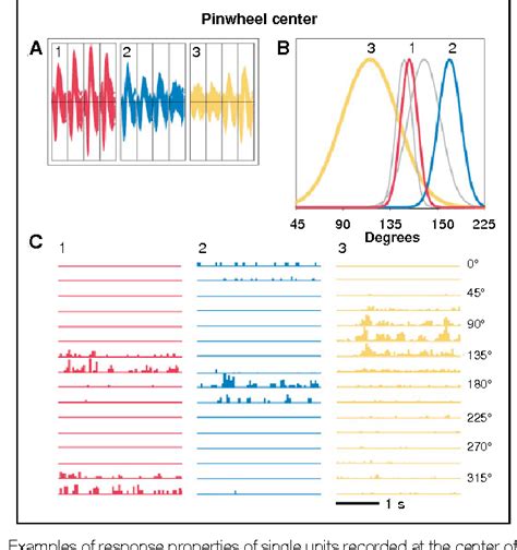 Figure 2 From Striate Cortex Orientation Selectivity In Pinwheel Centers In Cat Semantic Scholar